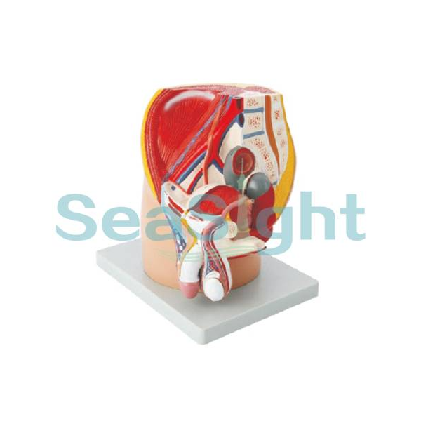 SHM1110 Median Section of Male Pelvis Model