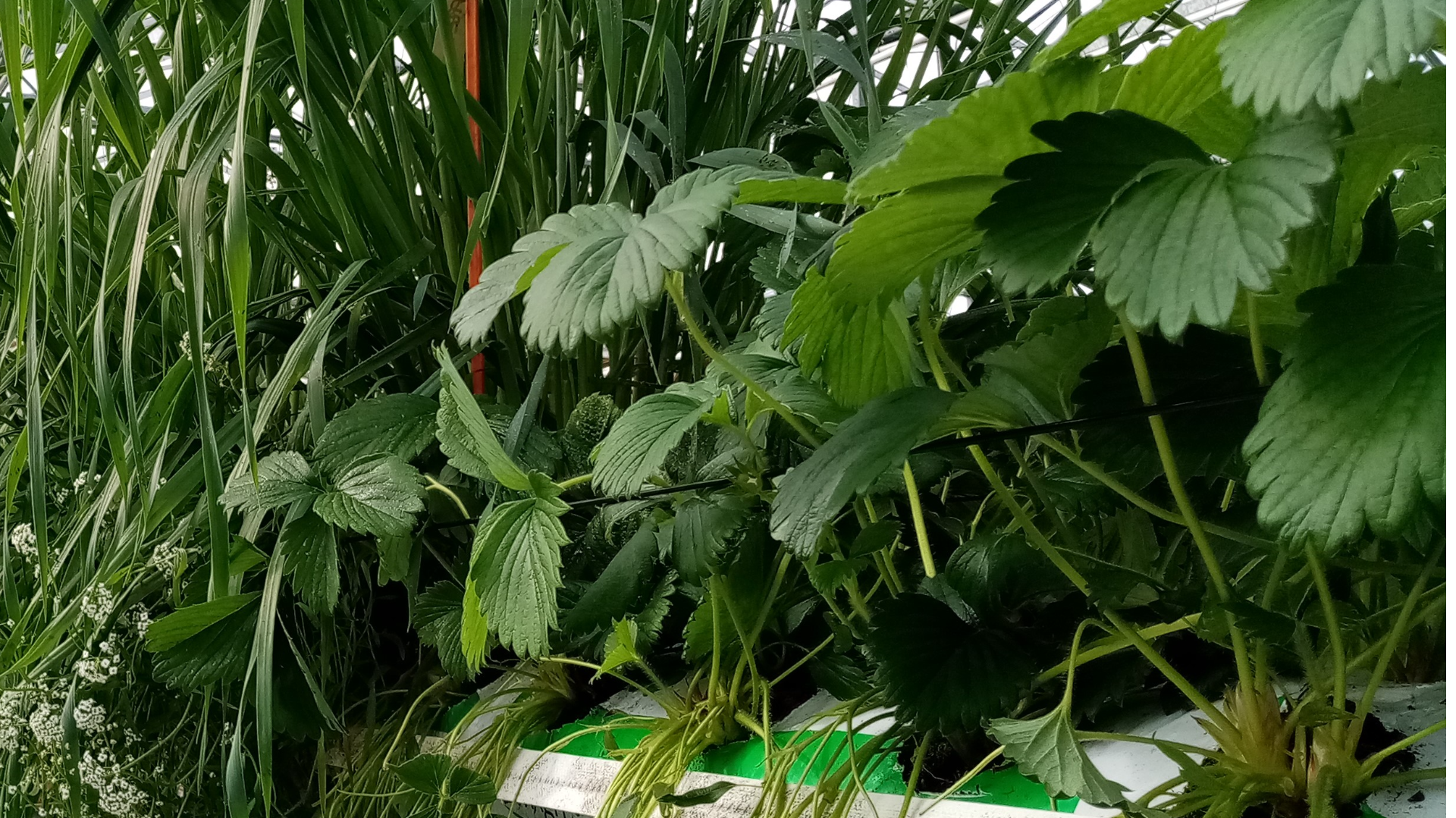 Assessment of the DEPHY EXPE FragaSyst project on spring strawberries ...