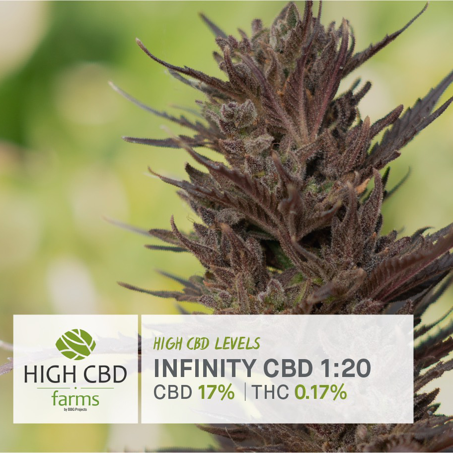 Infinity CBD 1:20 strain
