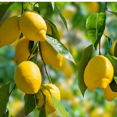 Lemon Peel Extract (Eriocitrin) Functional supplement raw materials