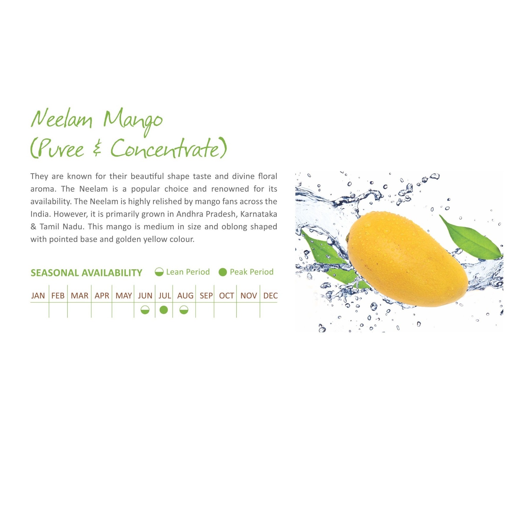 NEELAM MANGO CONCENTRATE - 28 BRIX