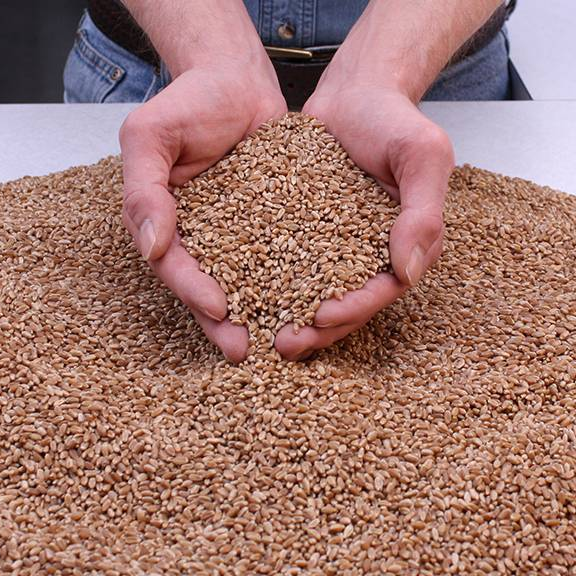 Submitted grain sample inspections