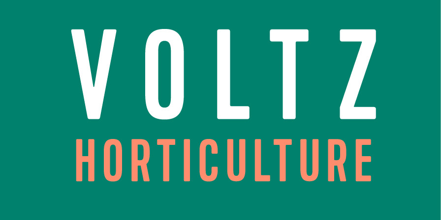 GRAINES VOLTZ - VOLTZ HORTICULTURE
