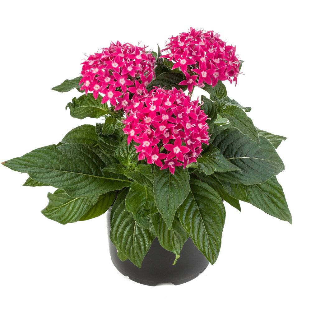 PENTAS LANCEOLATA GRAFFITI