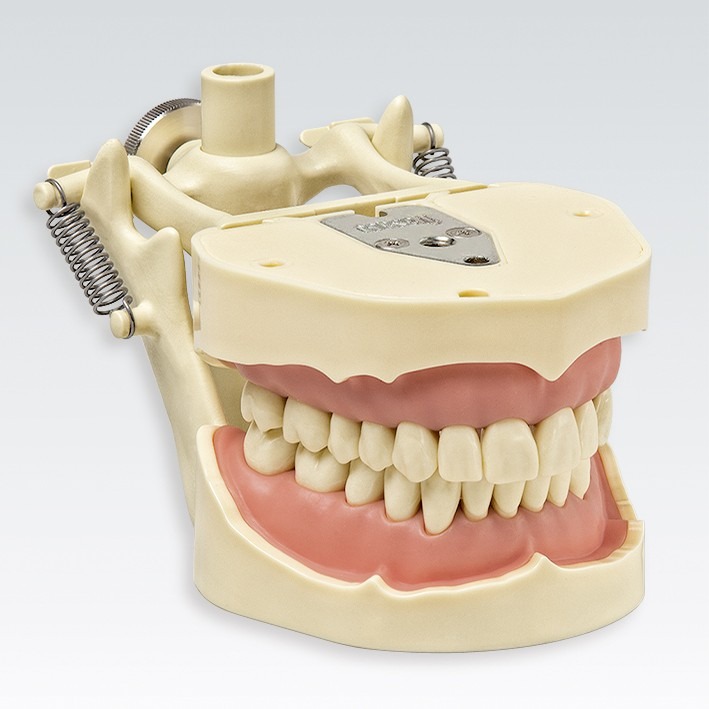 Dental models